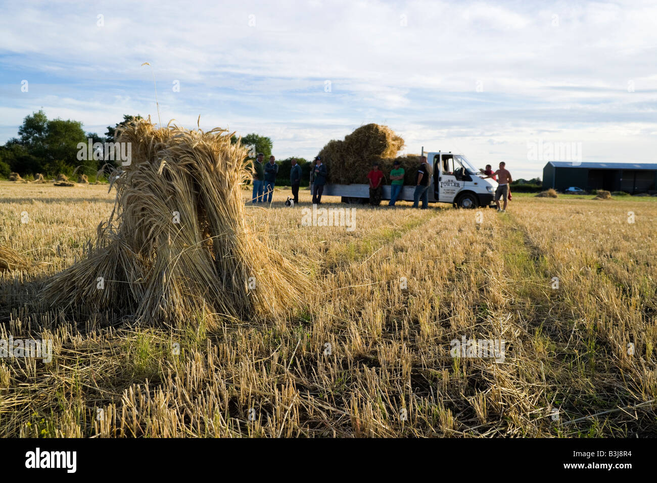 Oxfordshire wheat field with the special long stemmed crop drying in ...