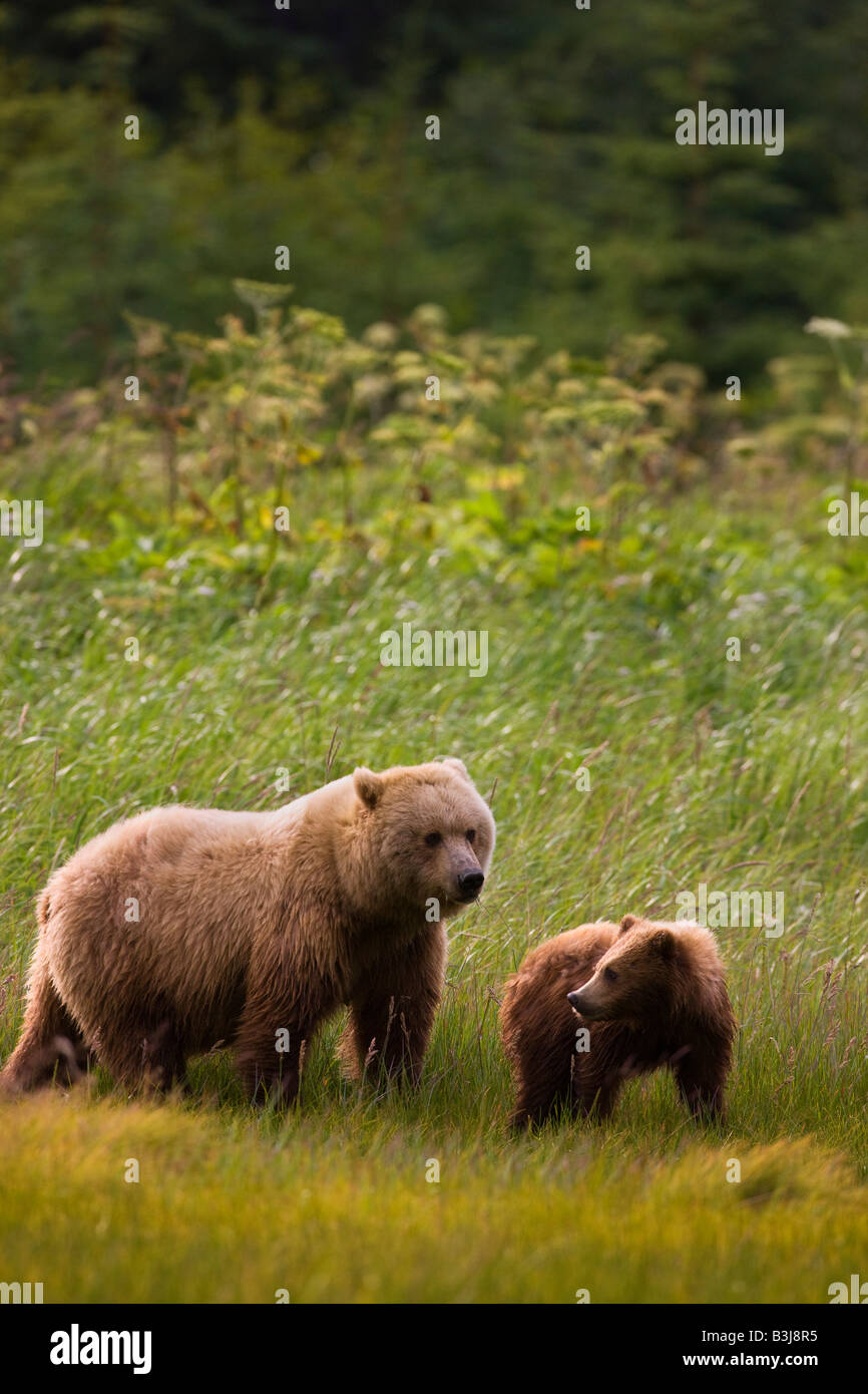 A Grizzly Bear sow with cub Lake Clark National Park Alaska Stock Photo ...