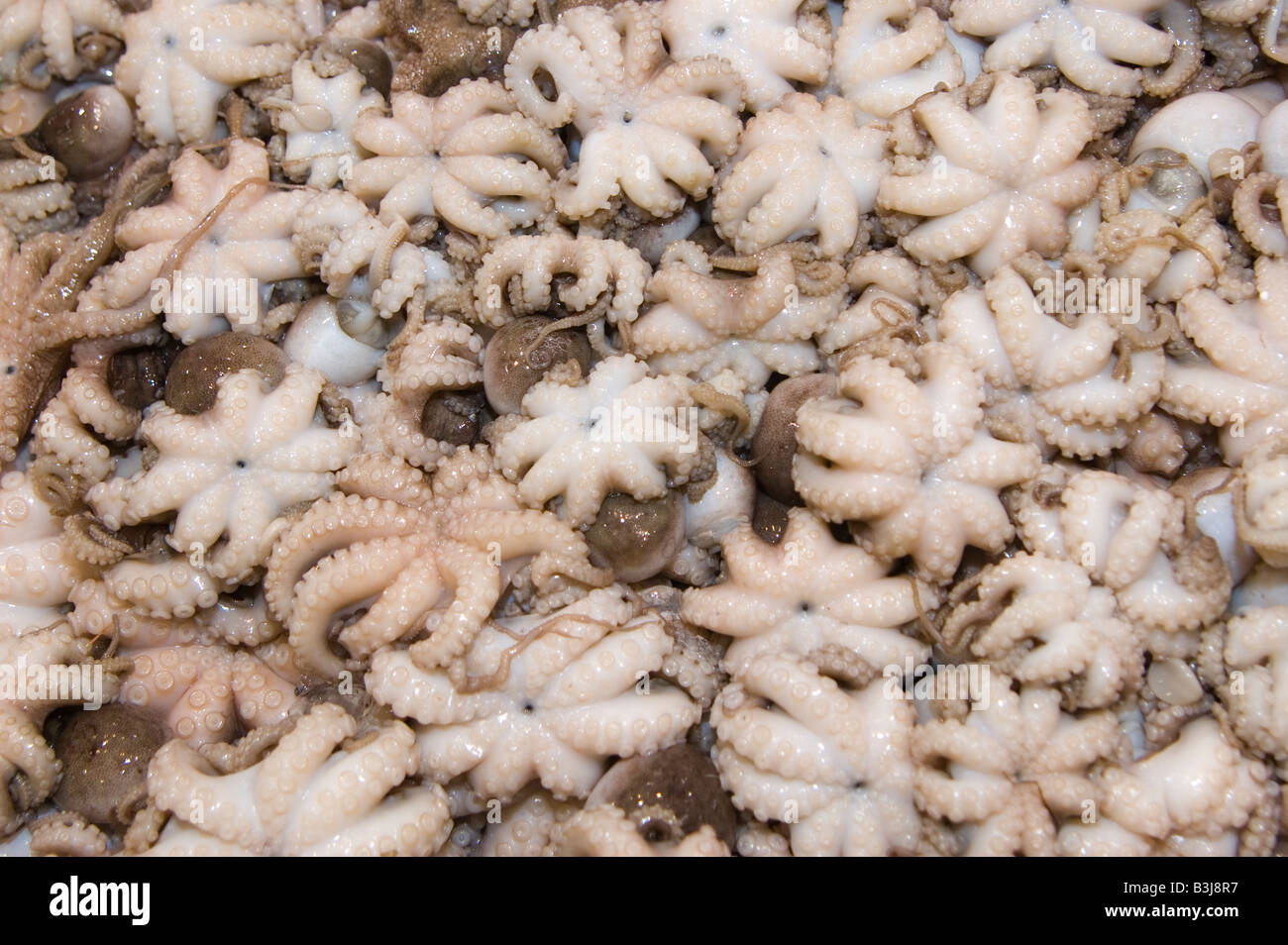 Baby octopus hi-res stock photography and images - Alamy