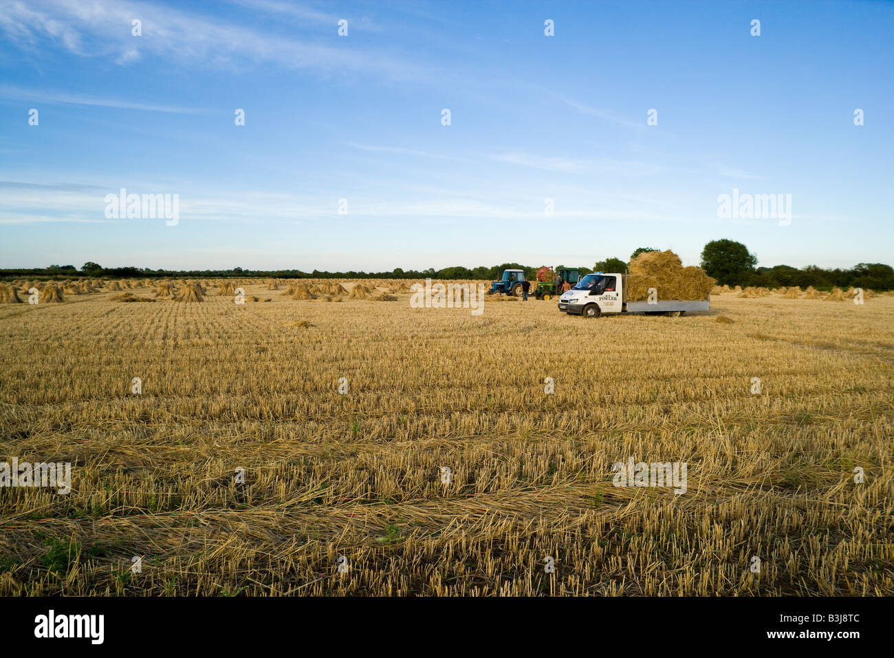 Wheat field with the special long stemmed crop drying in sheaves or ...