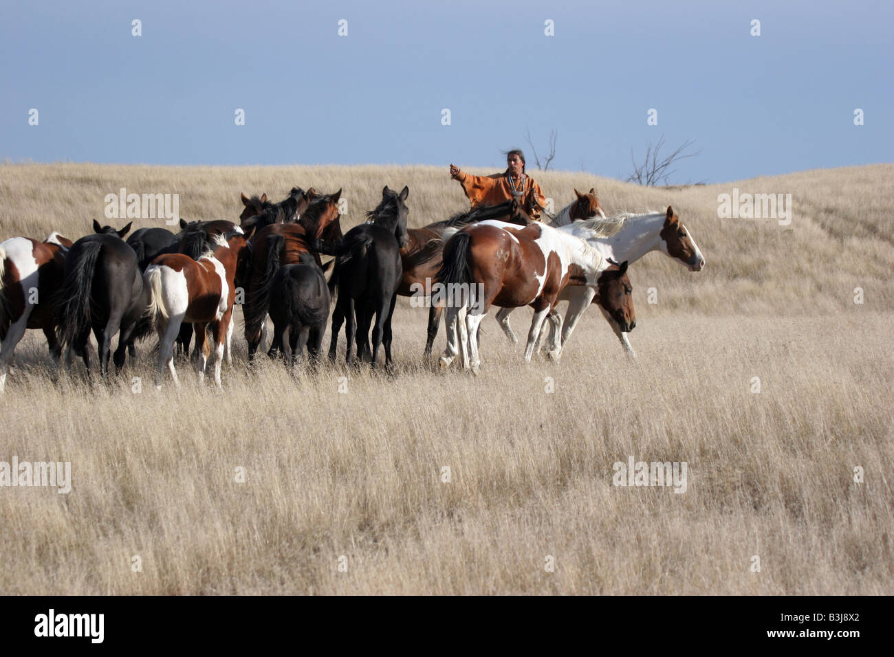 Protect native ponies hi-res stock photography and images - Alamy