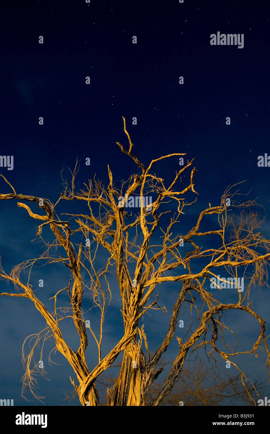 old dead tree Stock Photo - Alamy