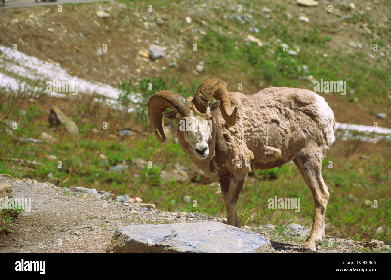 Long Horn Sheep, Glacier National Park, Montana, USA, North America ...
