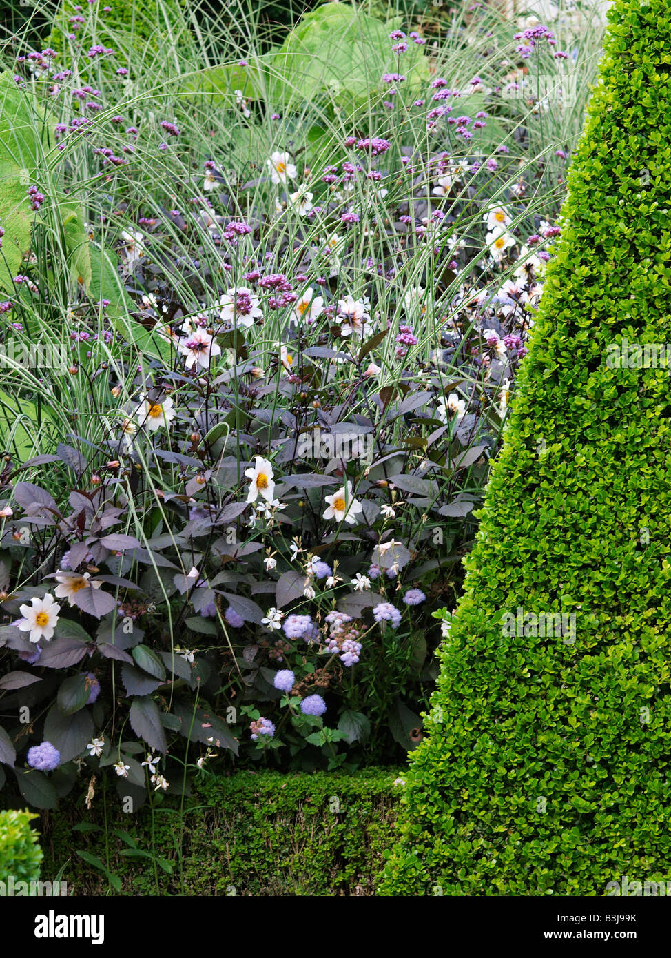 Dahlia border with grasses hi-res stock photography and images - Alamy