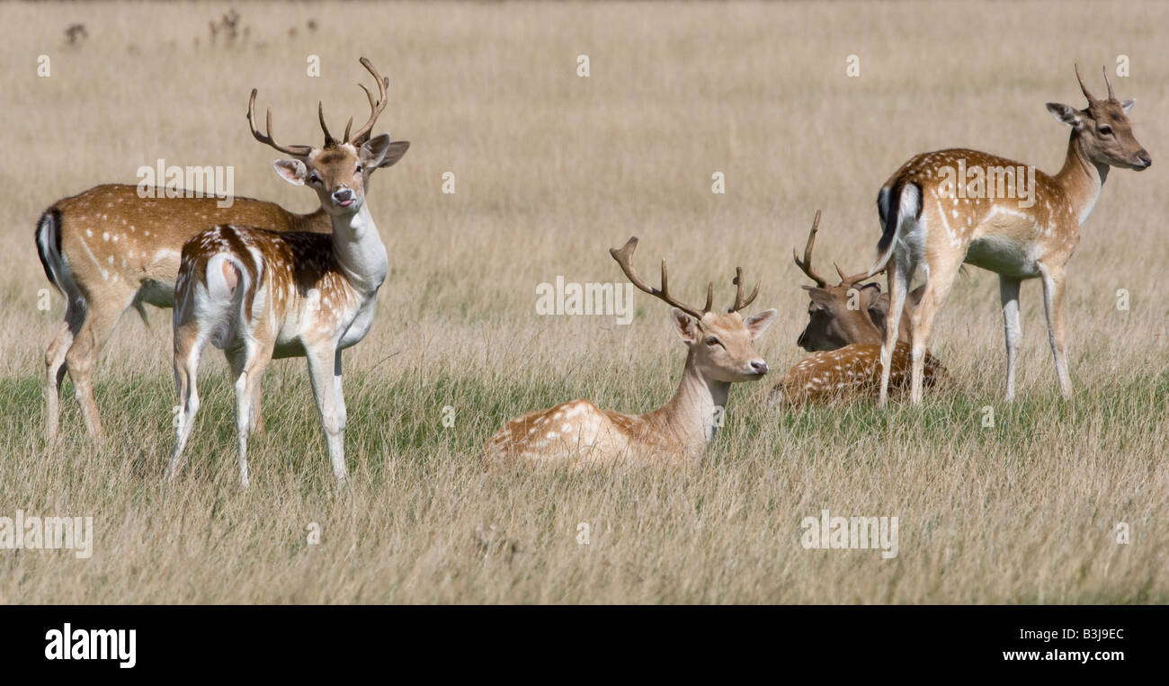 Menil Fallow Deer High Resolution Stock Photography and Images - Alamy