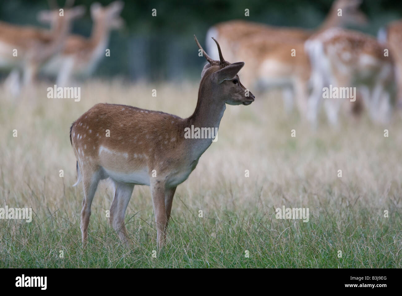Menil fallow deer hi-res stock photography and images - Alamy