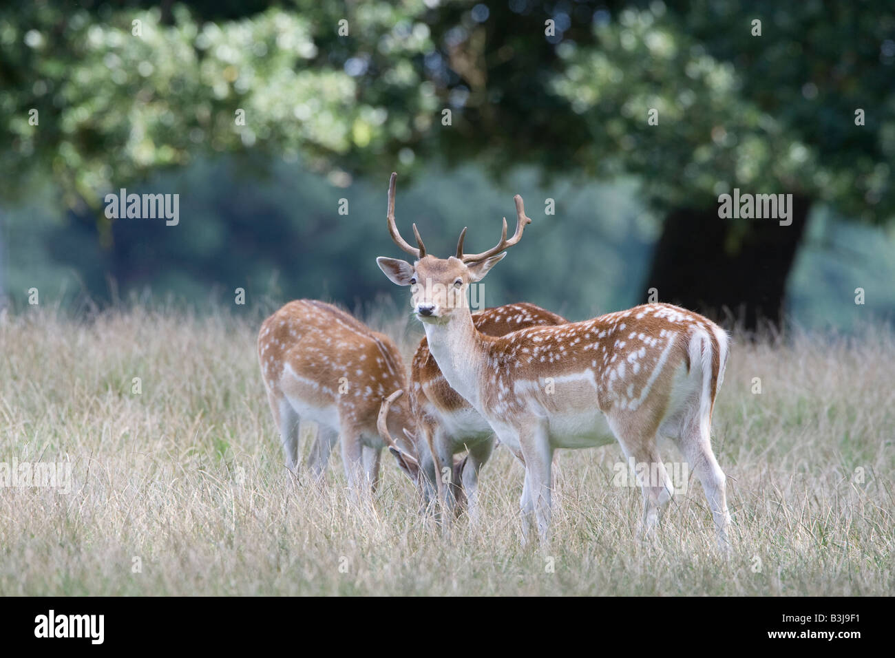 Menil fallow deer hi-res stock photography and images - Alamy