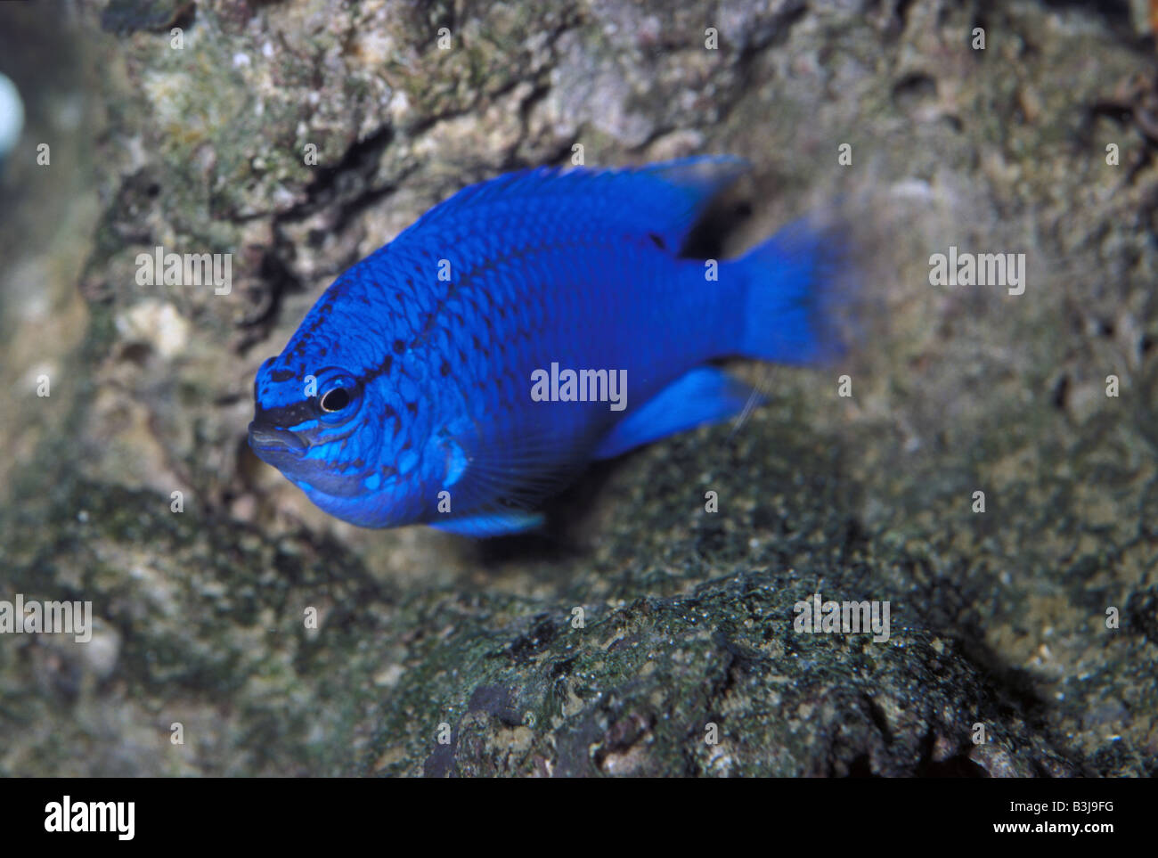 Pomacentridae fish fishes reef saltwater aquarium aquaria horizontal ...