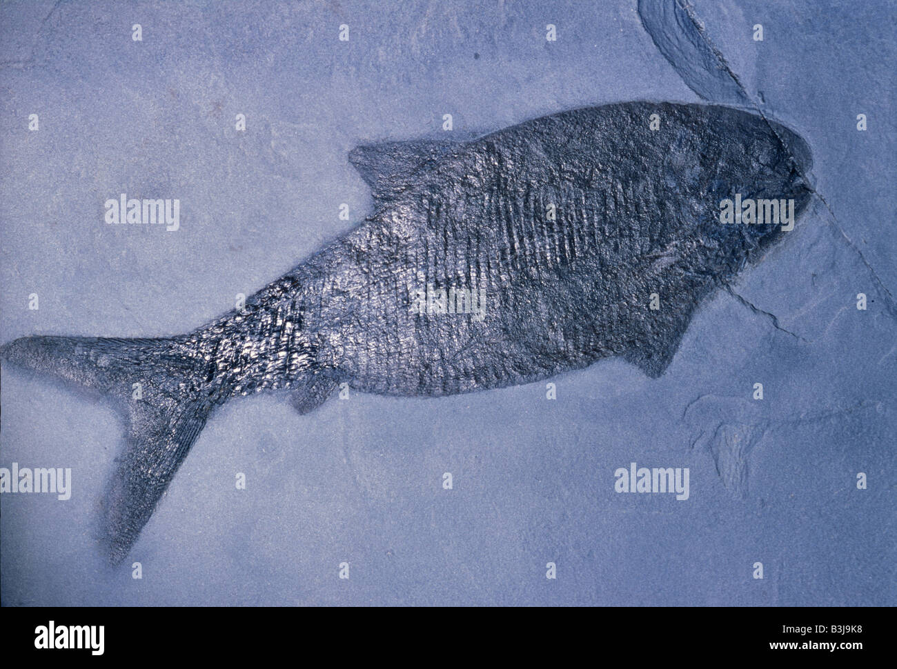 Fossil tropical fish fishes Stock Photo - Alamy