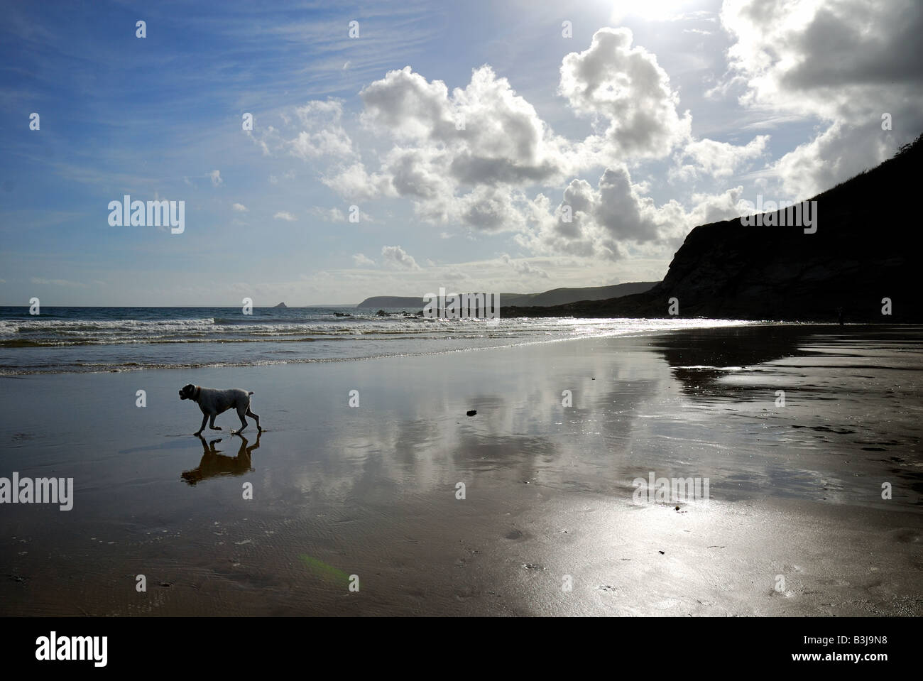 Dog on sandy beach in Cornwall Stock Photo - Alamy
