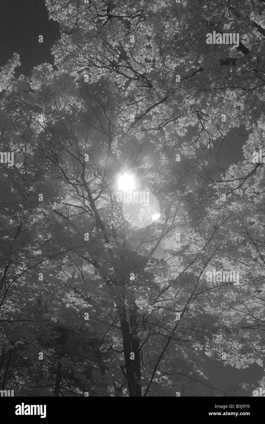 A infrared forest picture Stock Photo - Alamy