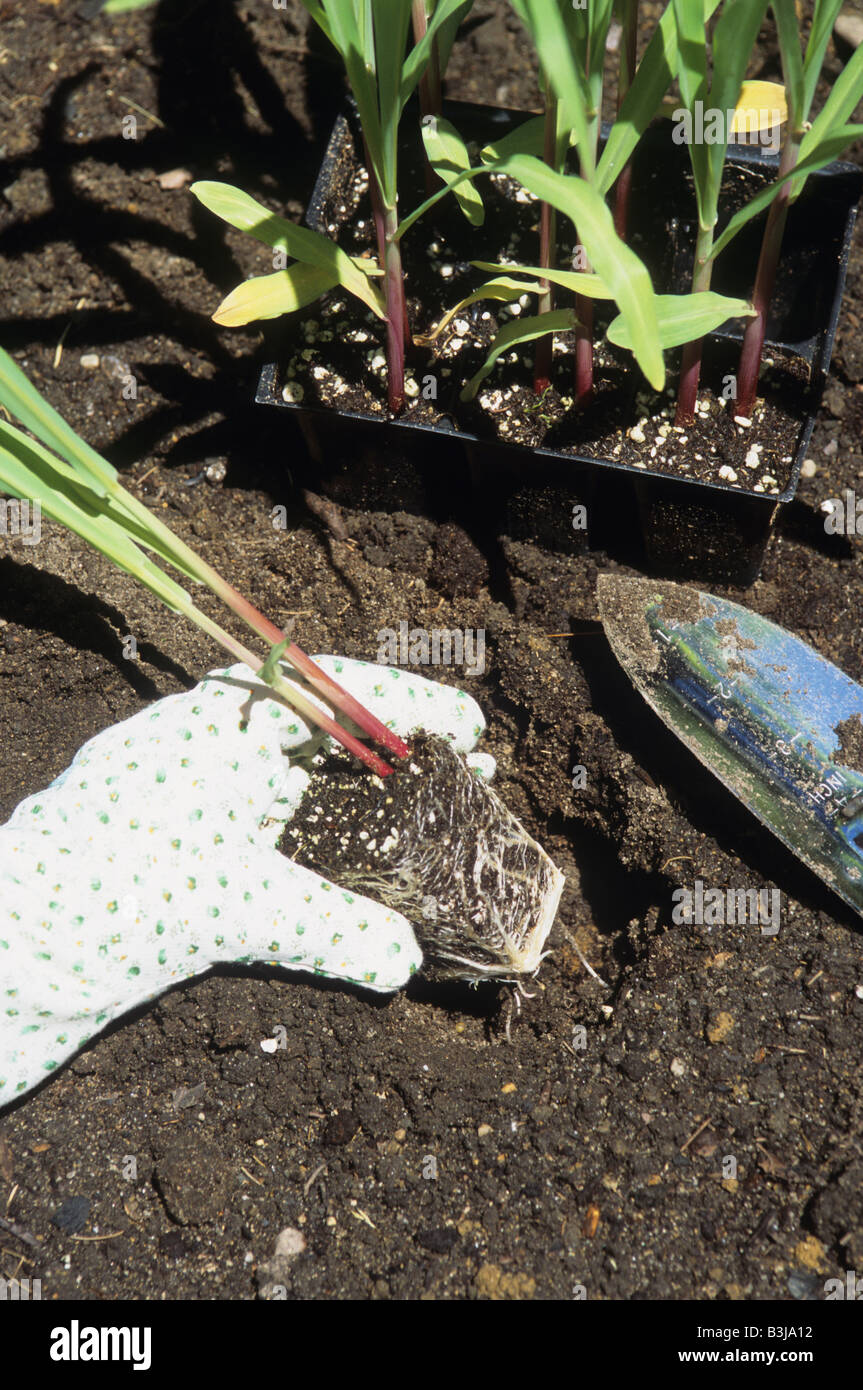 Transplanting seedling corn plant in the garden by hand with gloves and ...
