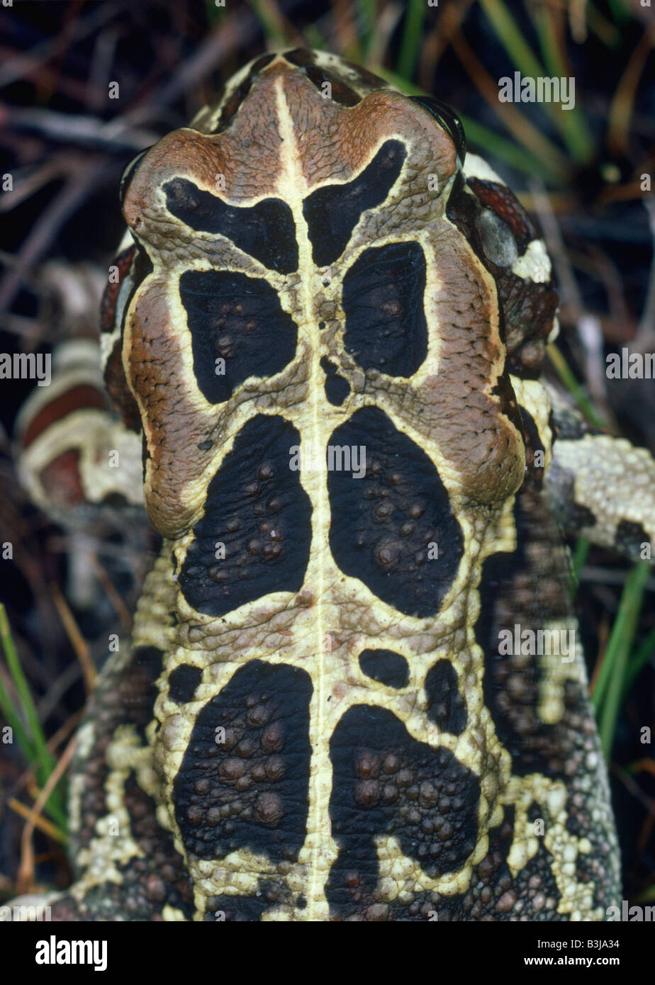 Dorsal surface of raucous toad Bufo rangeri Stock Photo - Alamy