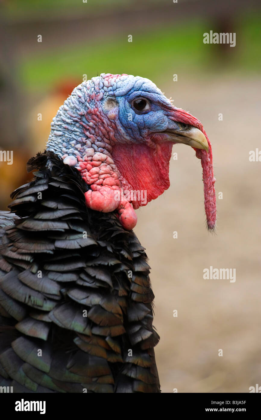 portrait of a turkey rooster Stock Photo - Alamy