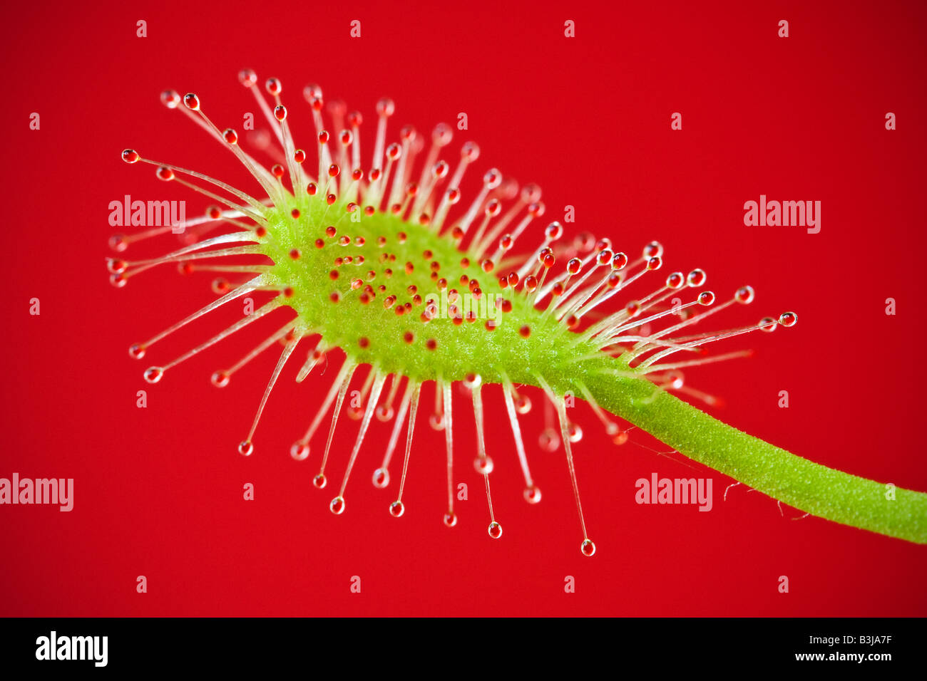Sundew leaf hi-res stock photography and images - Alamy