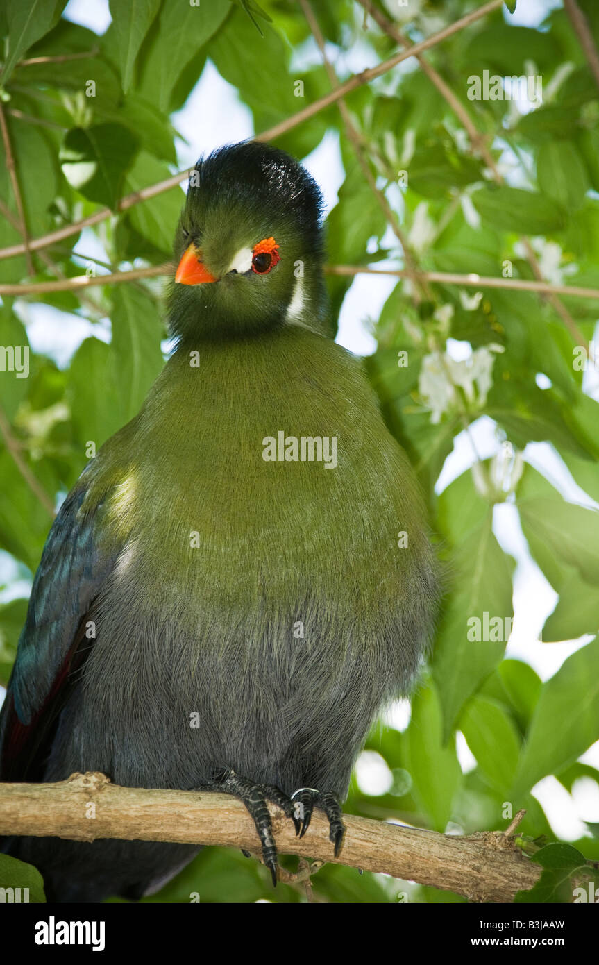 White Cheek Turaco bird Stock Photo - Alamy