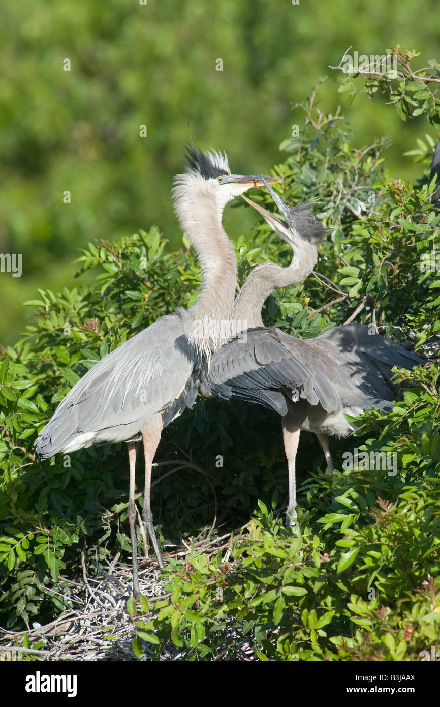 A young Great Blue heron begging for food from the adult parent bird ...