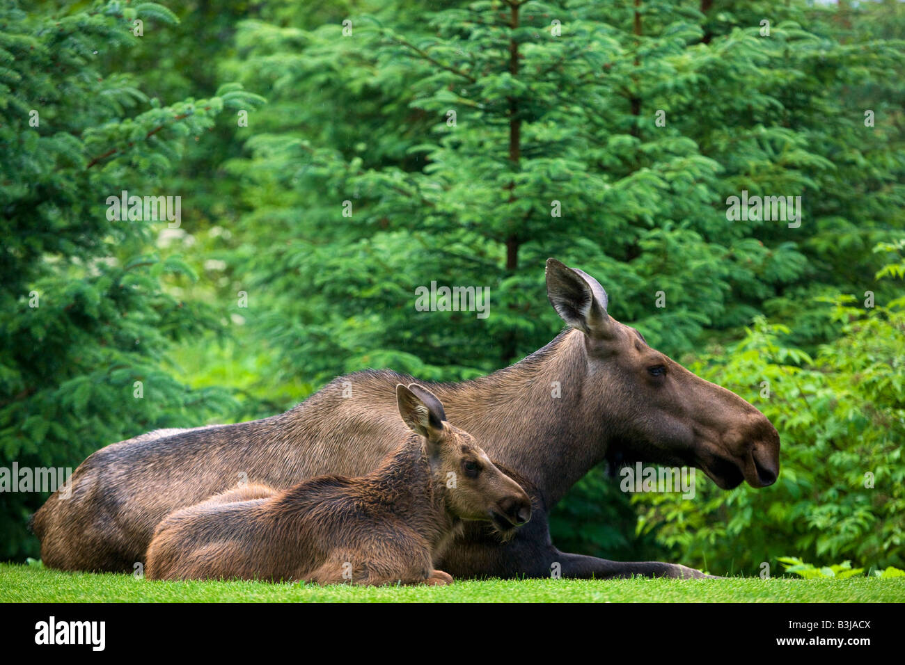 Calf rearing hi-res stock photography and images - Alamy