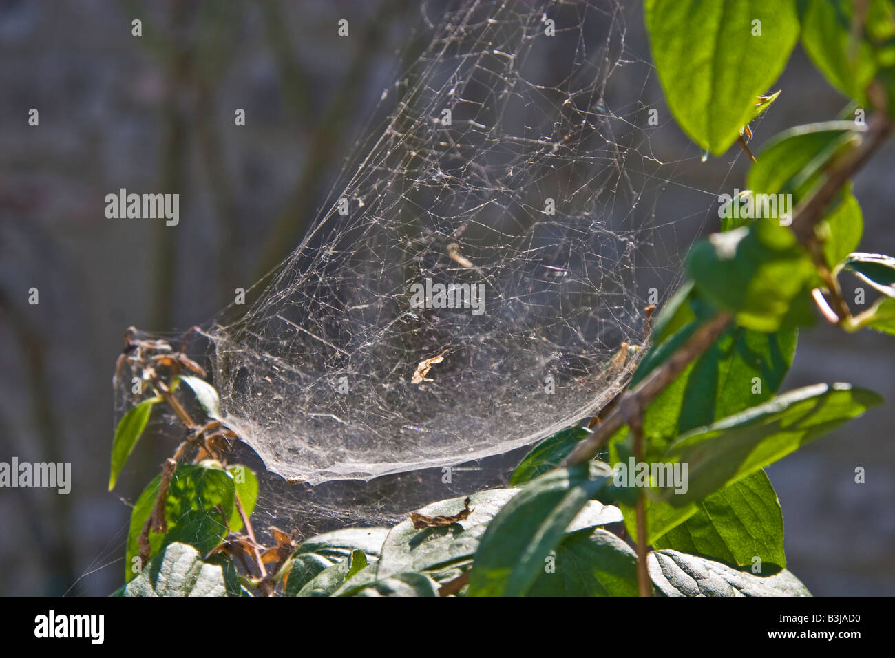 leaf leaves green tree branch spider cobweb, spider's web, web thread a ...