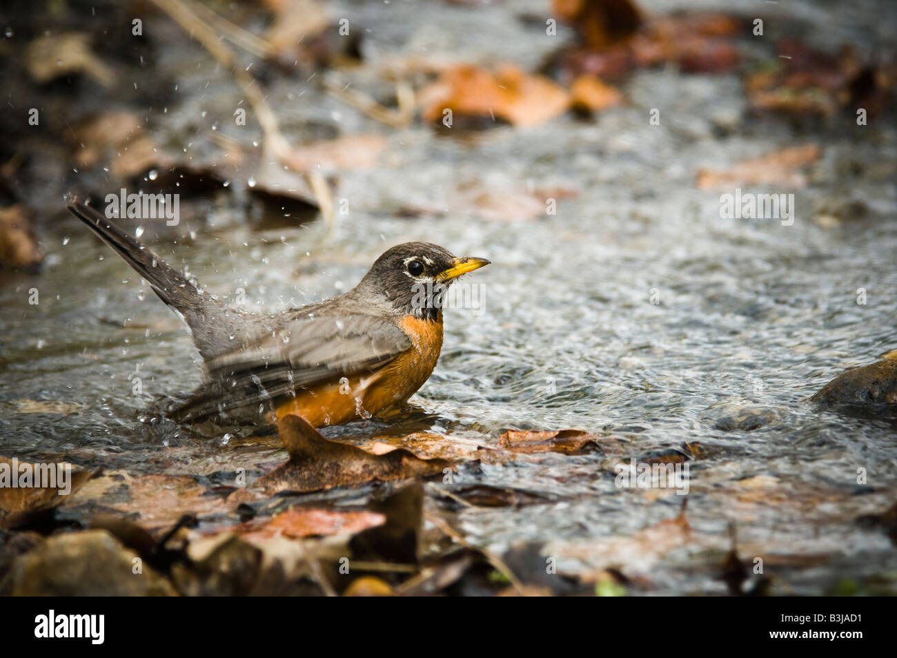 American Robin playing and bathing Stock Photo - Alamy