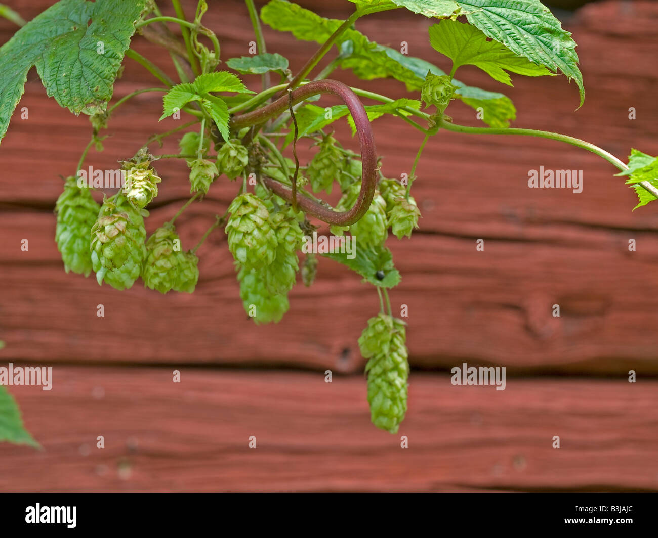 Common hop Humulus lupulus with flower cones hops climbing plant from ...