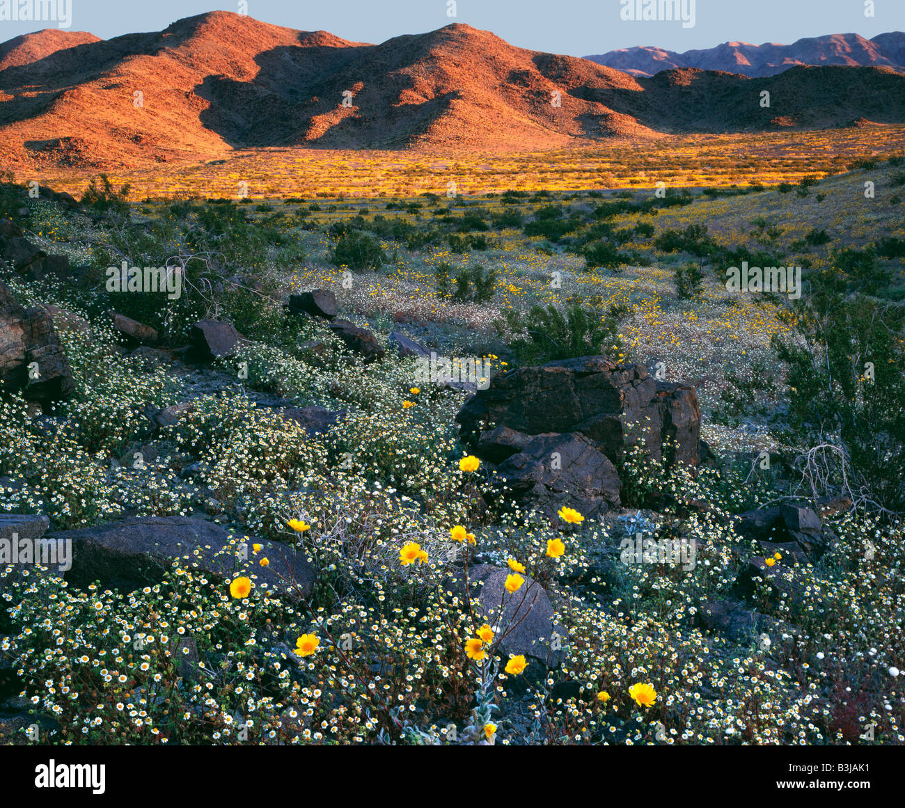Pinto Basin Stock Photos & Pinto Basin Stock Images - Alamy