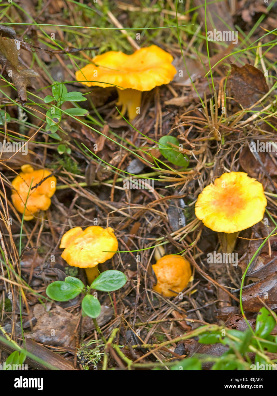 mushroom Cantharellus cibarius growing on ground in forest Stock Photo ...