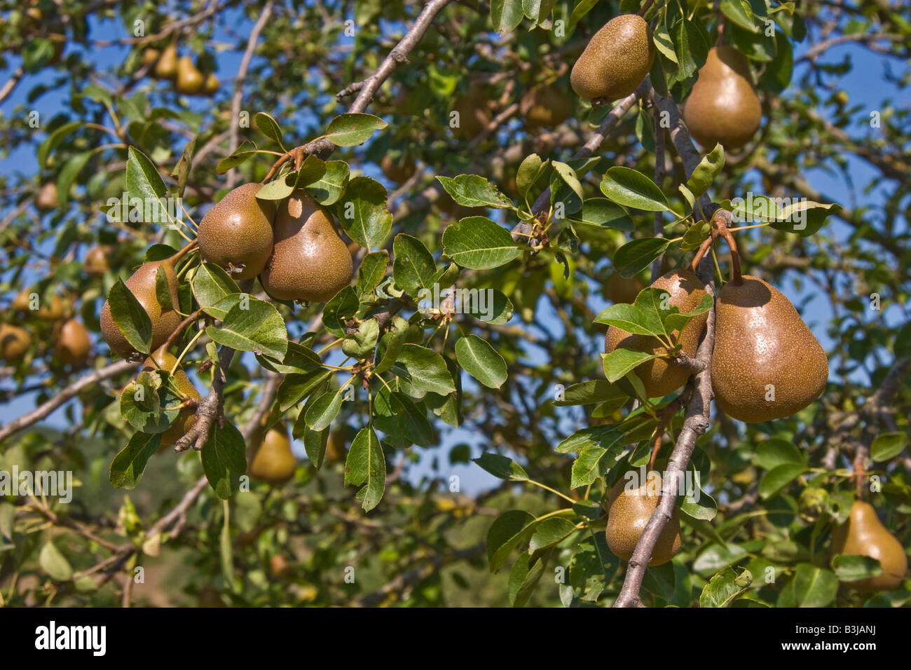 biological, biologic pear, pear tree branch green brown wood leaf ...