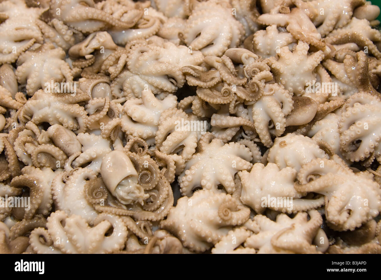 Baby octopus hi-res stock photography and images - Alamy