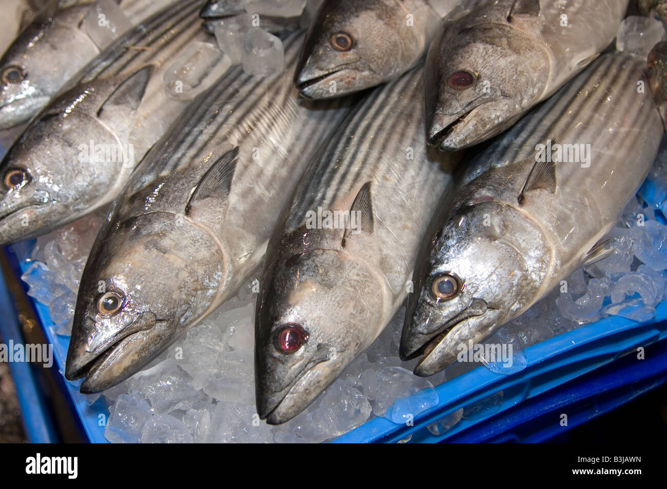 striped tuna bonito Stock Photo - Alamy