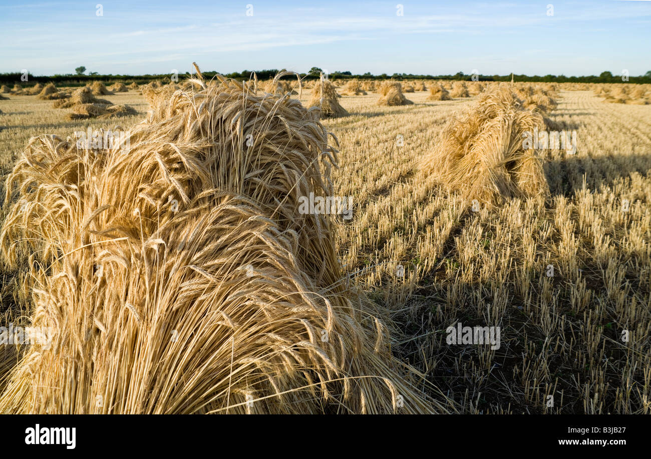 Oxfordshire wheat field with the special long stemmed crop drying in ...