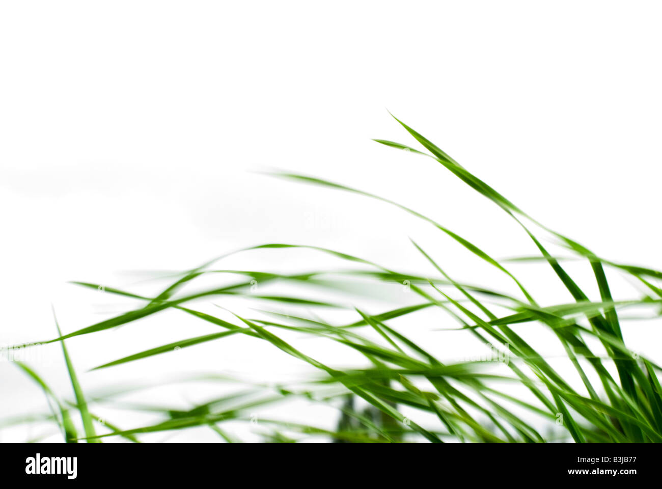Green blades of grass bended by the blowing wind against a white ...