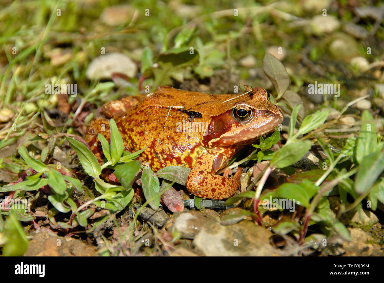 English amphibians hi-res stock photography and images - Alamy