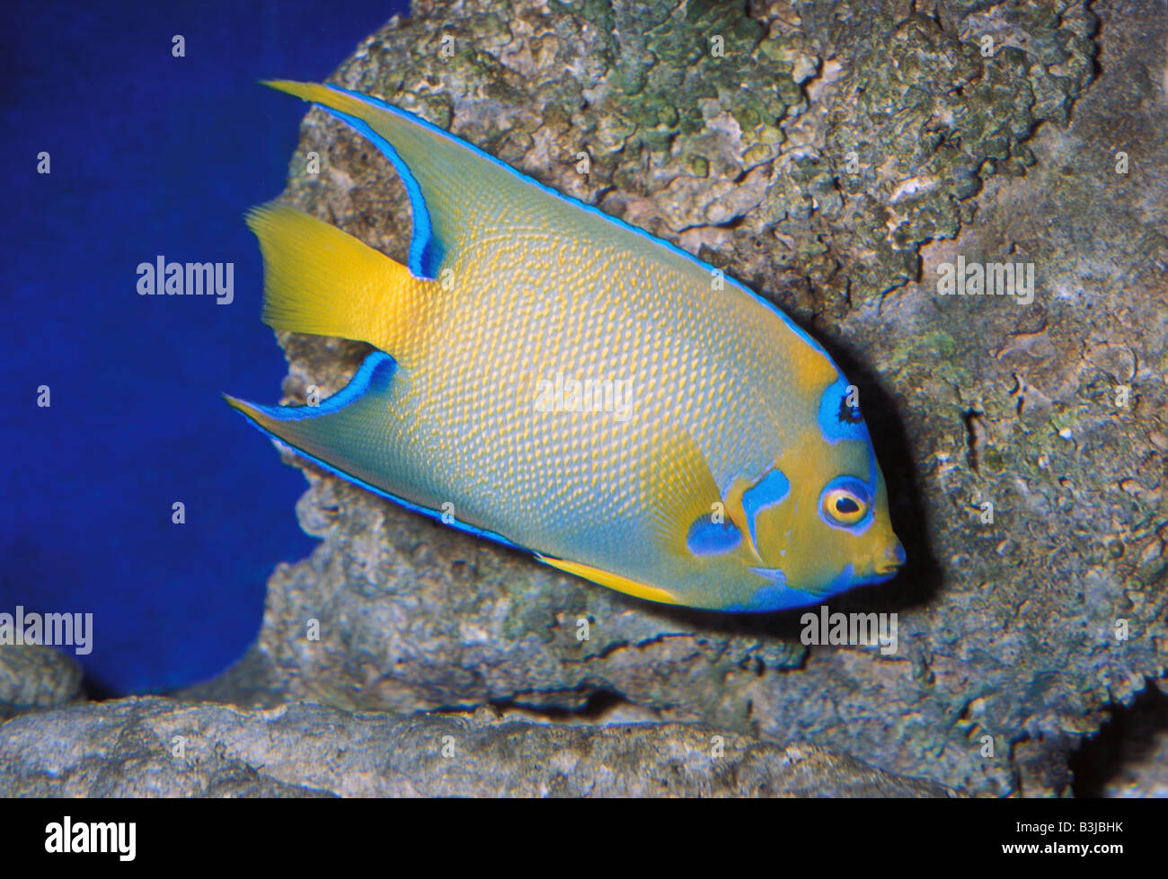 Queen Angelfish, Holacanthus ciliaris, Tropical Atlantic Ocean ...