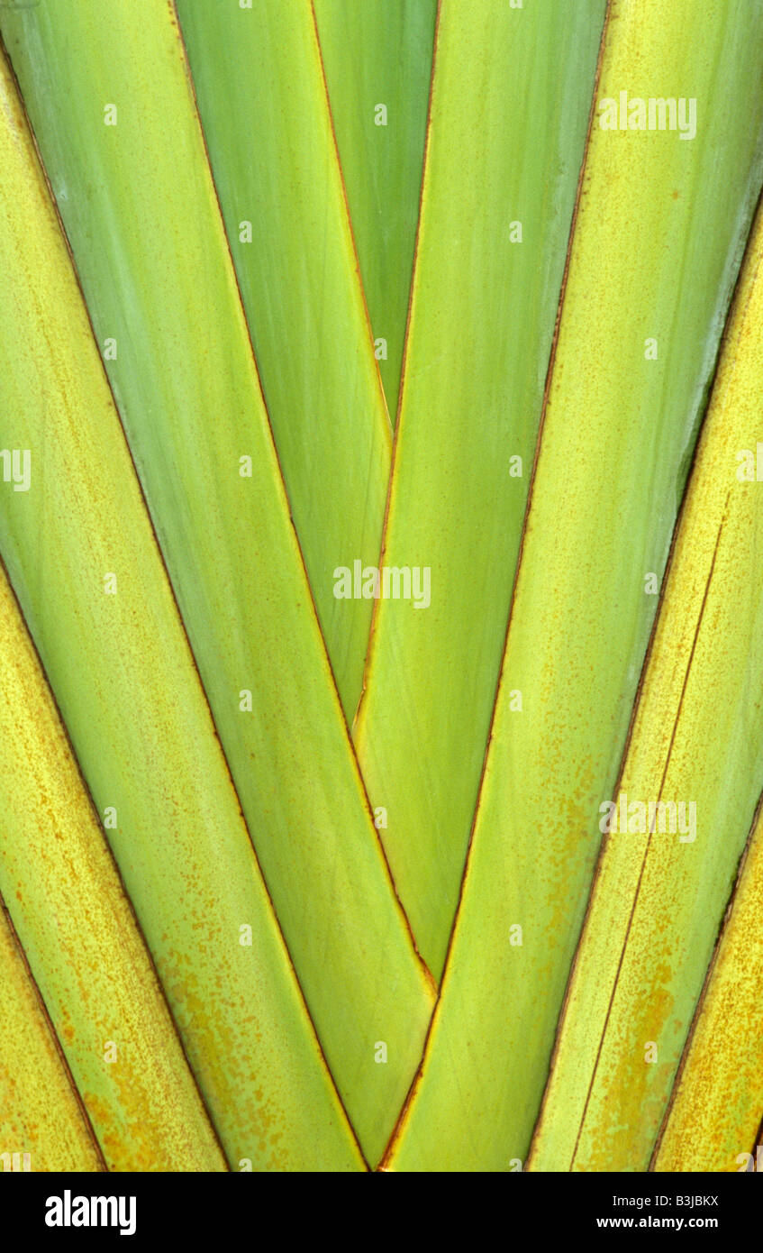 palm surabaya java indonesia Stock Photo - Alamy