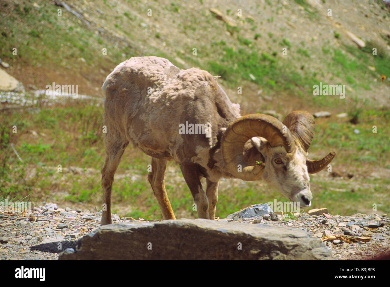Long horn sheep hi-res stock photography and images - Alamy