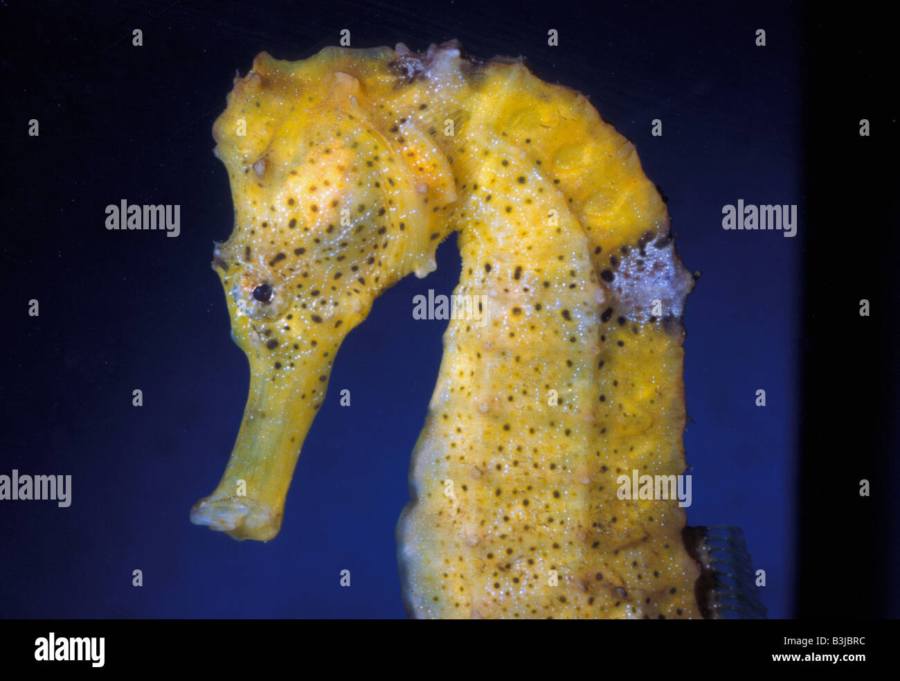 Hippocampus kuda, horsefish, Singnatidae Stock Photo - Alamy