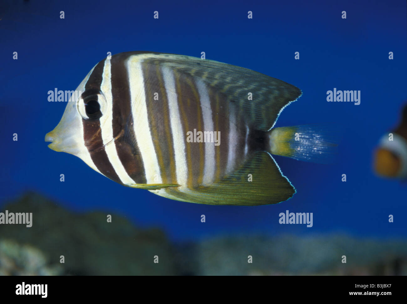 Sailfin tang Zebrasoma veliferum, Acanthuridae reef aquarium aquaria ...