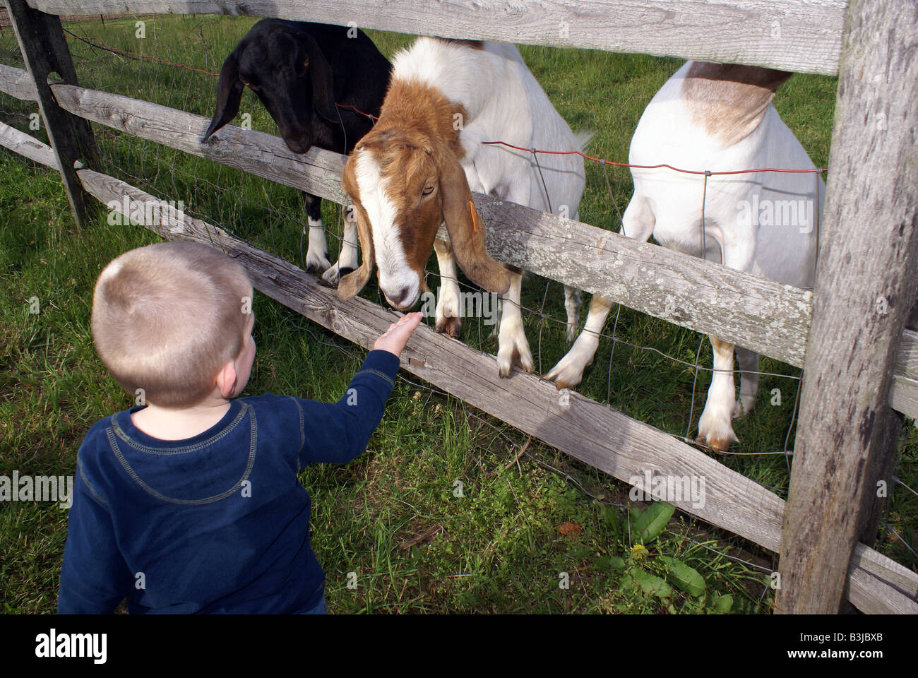 Big black male goat on hi-res stock photography and images - Alamy