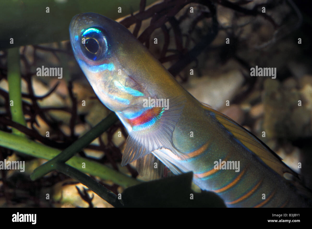 Zebra Barred Dartfish Ptereleotris zebra, Gobidae Stock Photo - Alamy