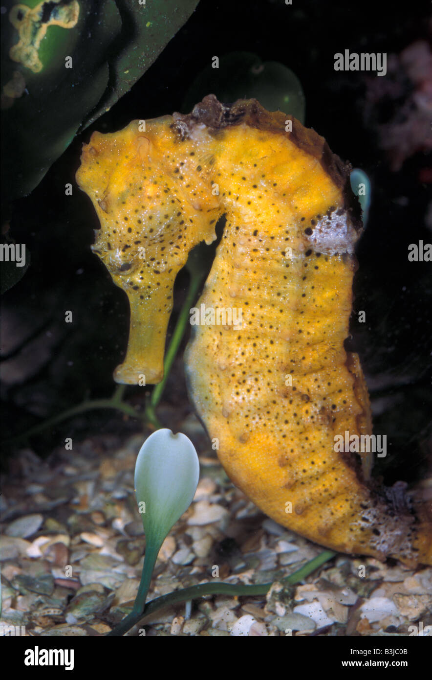 Vertical aquarium roberto nistri hi-res stock photography and images ...