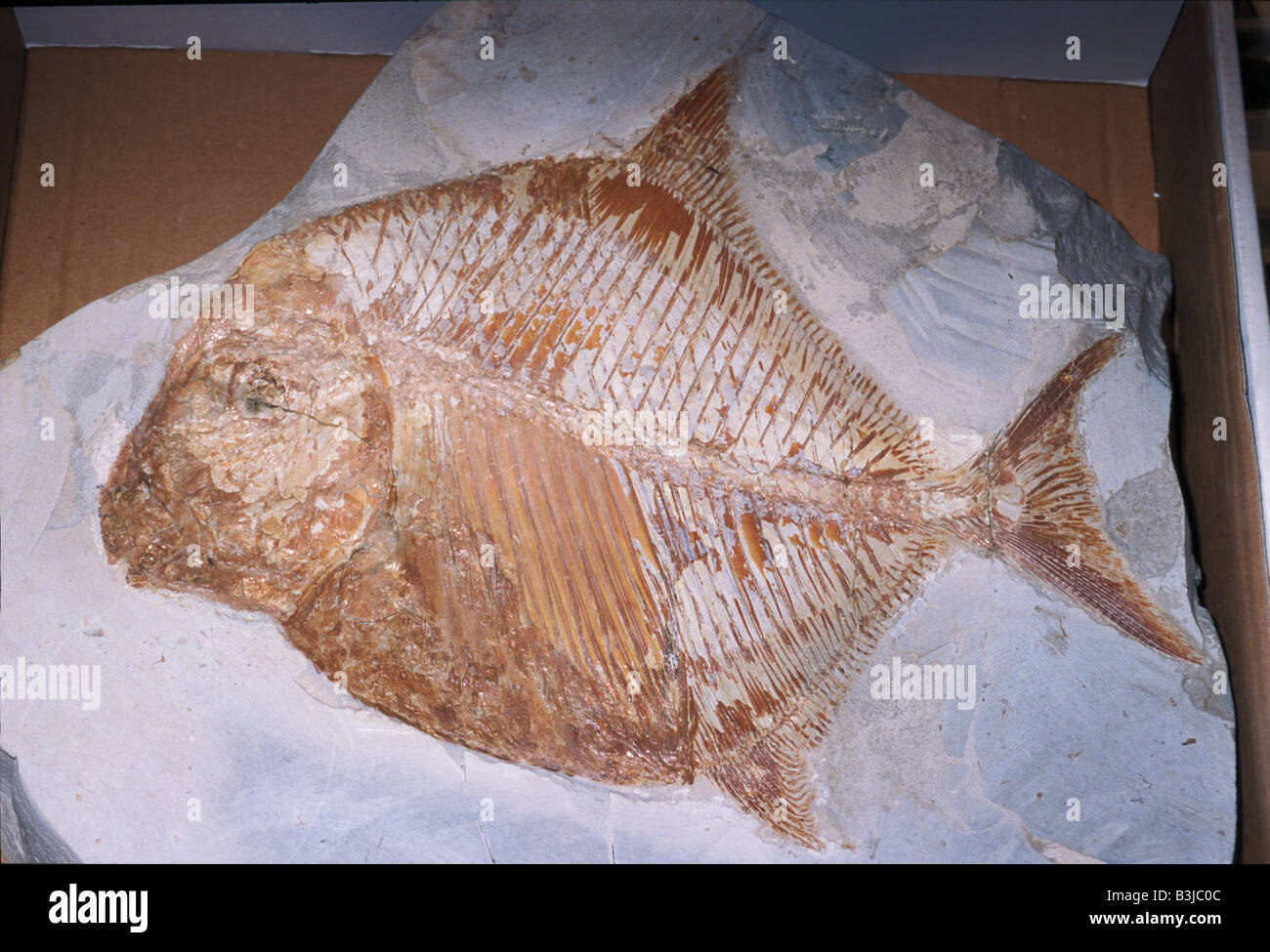Fossil tropical fish fishes Stock Photo - Alamy