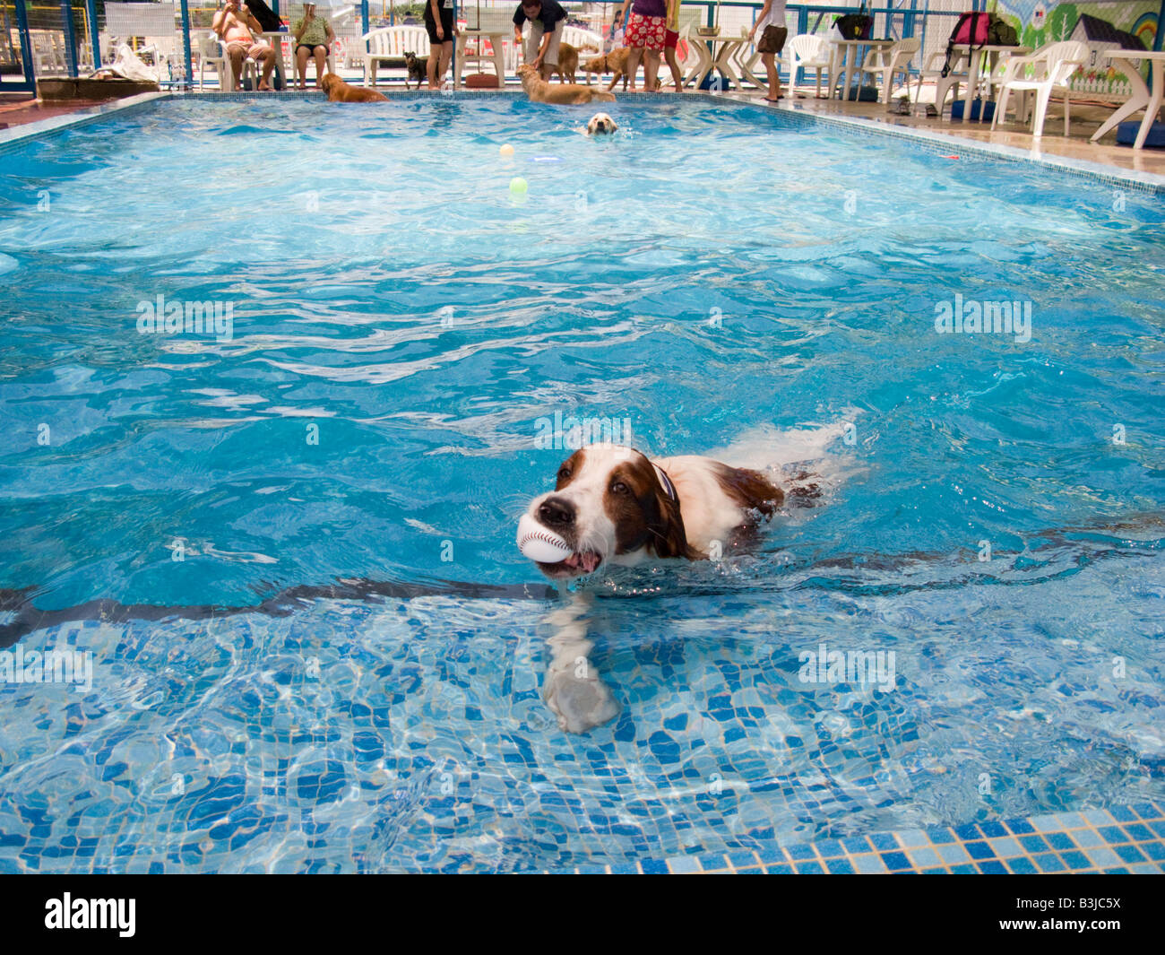 "A swimming pool for dogs only at Petworld, an animal playground in ...