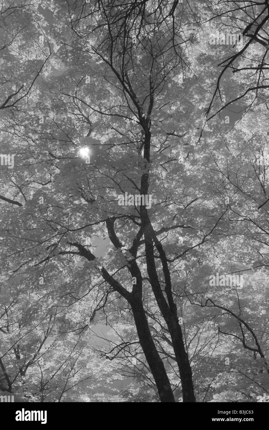 A infrared forest picture Stock Photo - Alamy