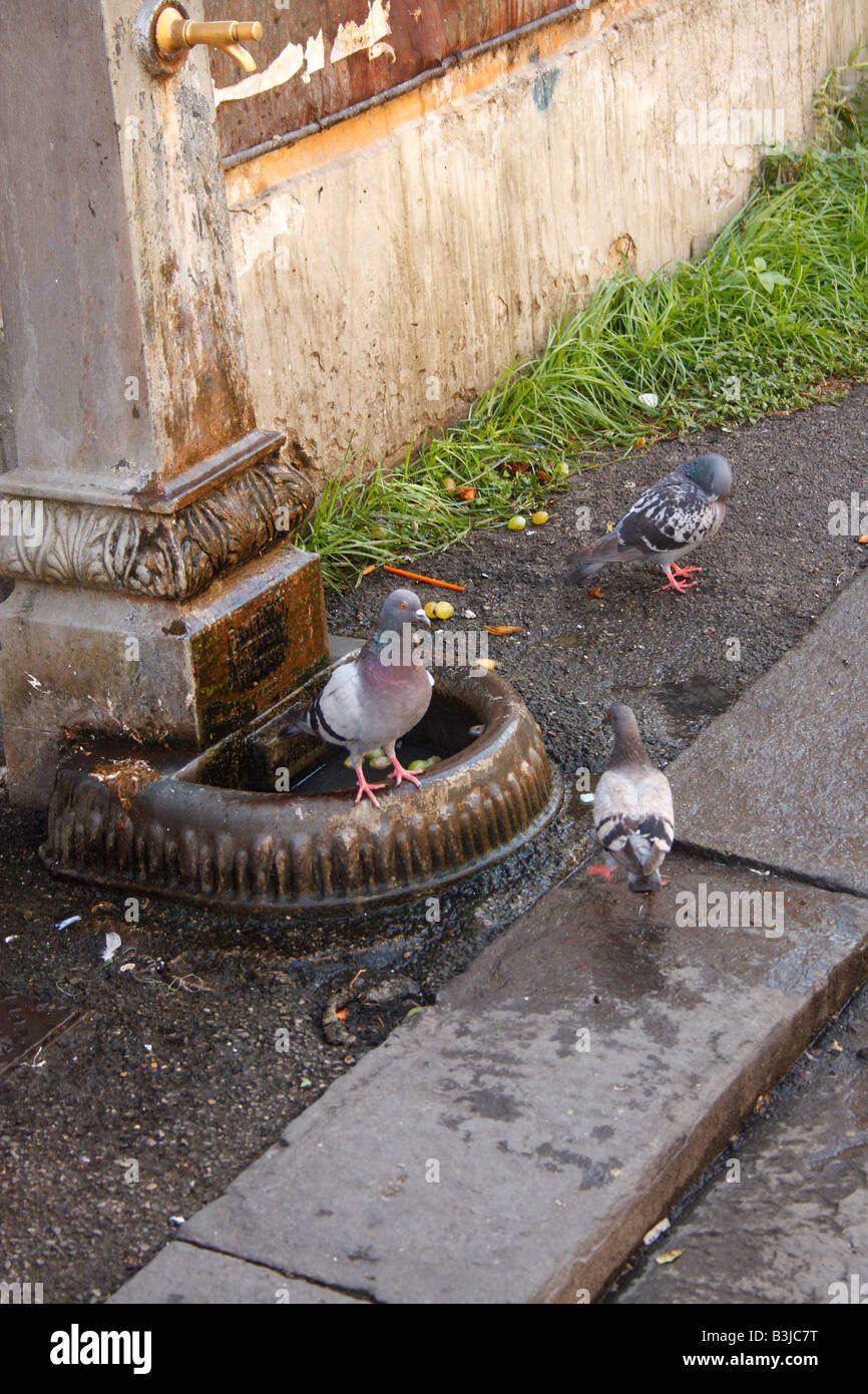 Doves drinking water at old fountain Stock Photo - Alamy