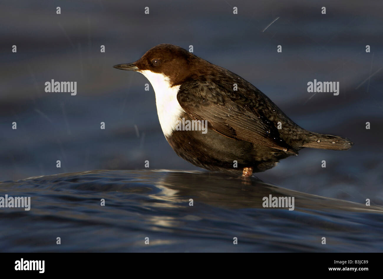 Black bellied Dipper Stock Photo - Alamy
