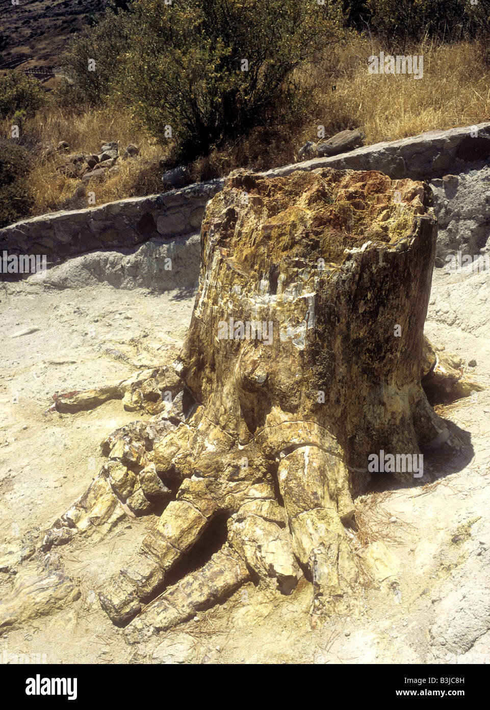 Tree trunk in Petrified Forest of Sigri, on the Greek Island of Lesbos ...