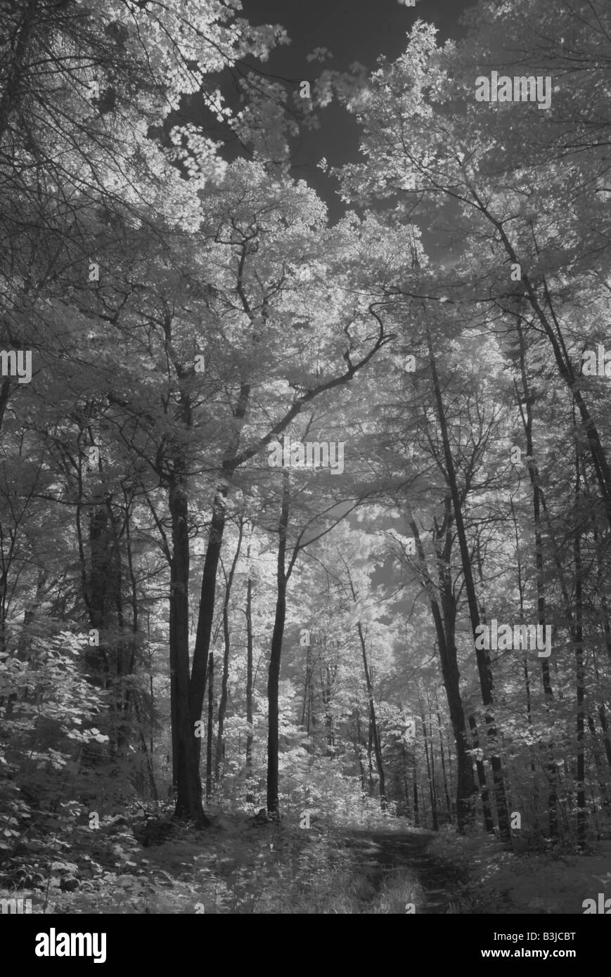 A infrared forest picture Stock Photo - Alamy