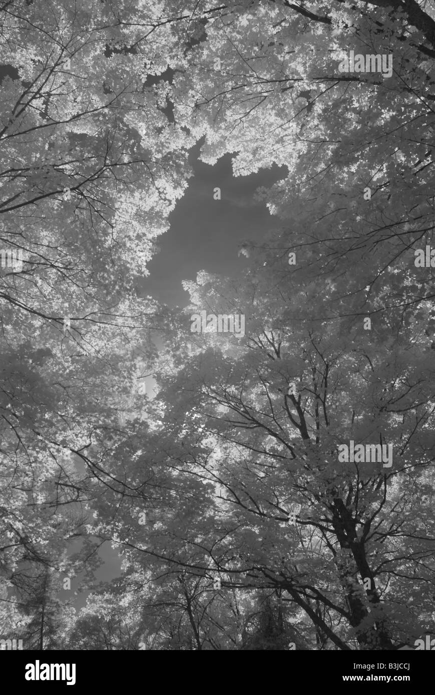 A infrared forest picture Stock Photo - Alamy