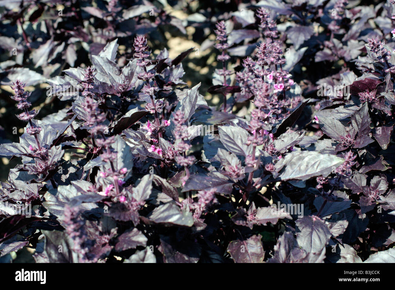 Purple basil hi-res stock photography and images - Alamy